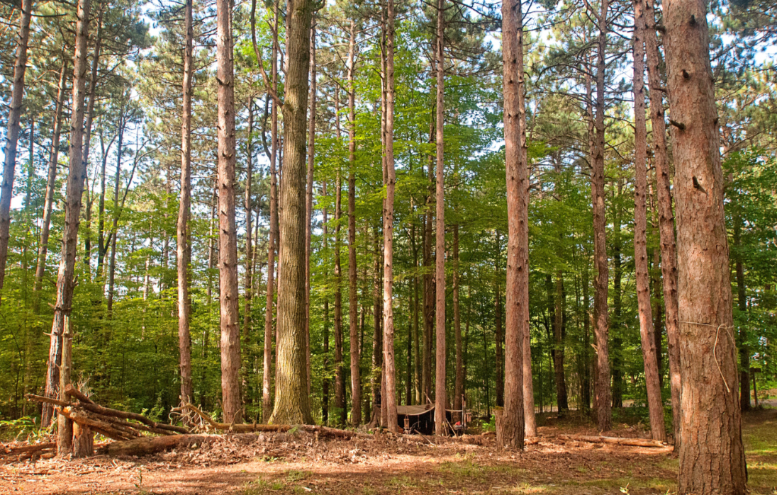 ken pine forest camden, cowpens, militia – Revolutionary War Journal